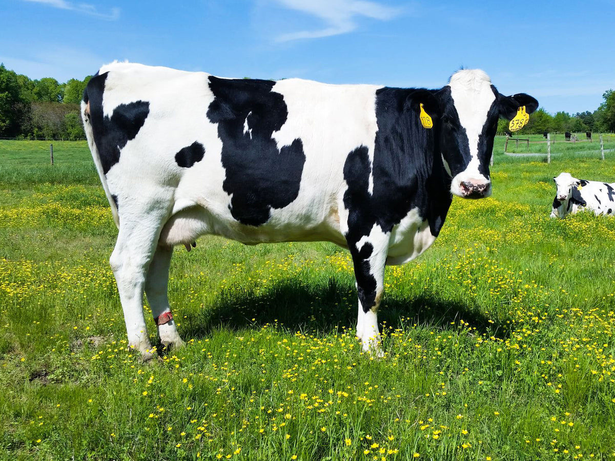 Homeland Creamery – Freshlist.com